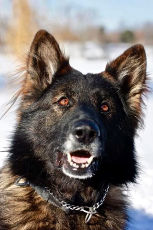 Paying Tribute to TAPD K9 Sabre - NFTA Elements