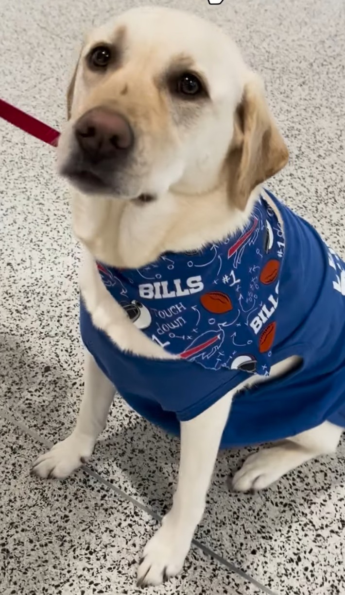 Introducing Lyla - NFTA Elements