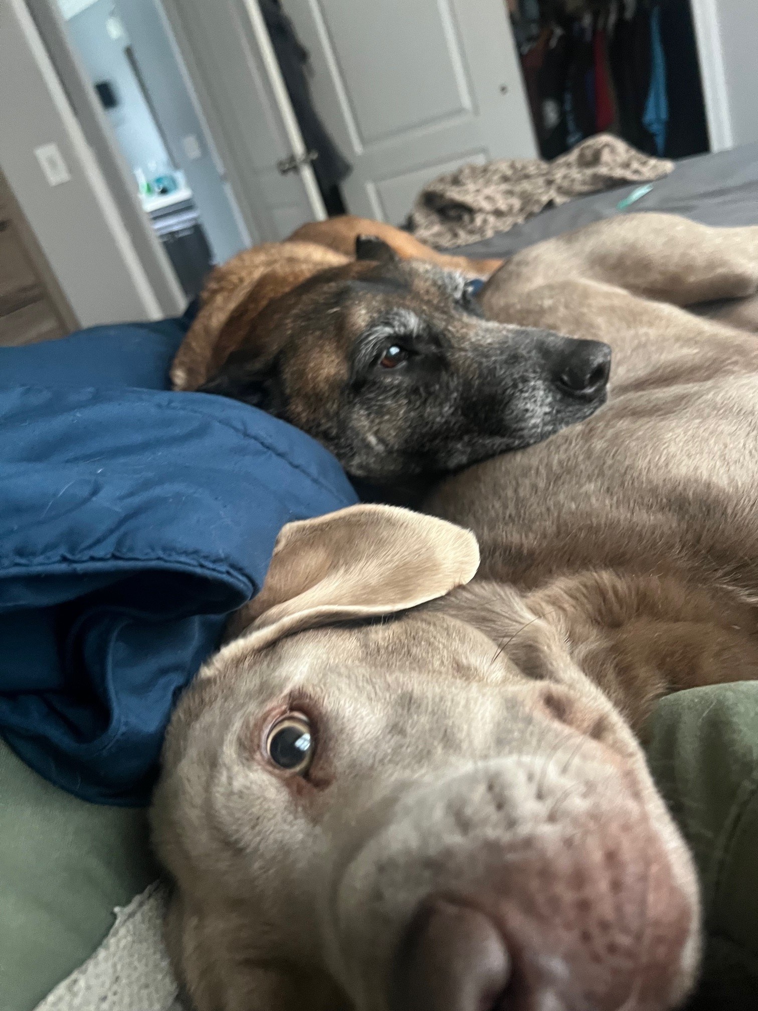 No Bones About It, TAPD's K9 Timmi Is Ready for Action - NFTA Elements