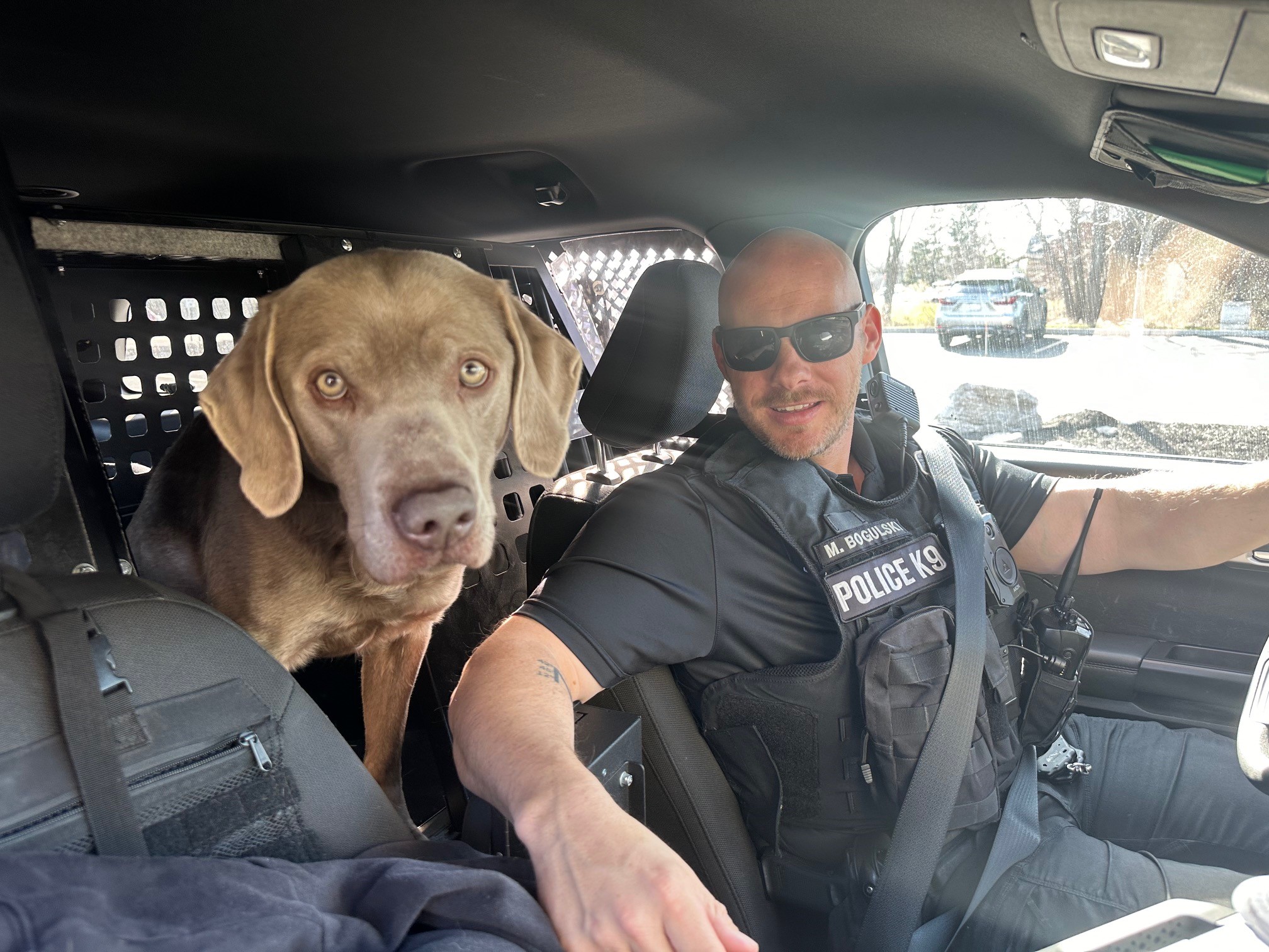 No Bones About It, TAPD's K9 Timmi Is Ready for Action - NFTA Elements
